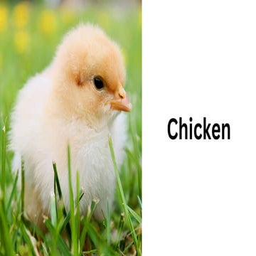 chicken chicken chicken chicken chicken.pdf