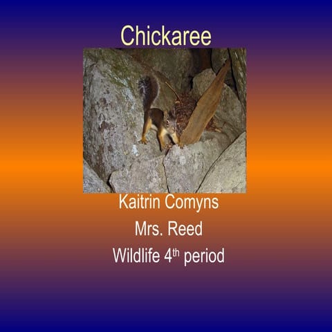 Chickaree | PPT