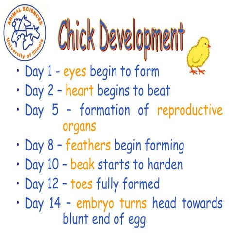 Chick day 1-21.kwk.ppt