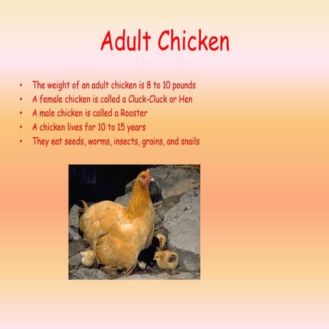 Chickenadult,babies | PPTX