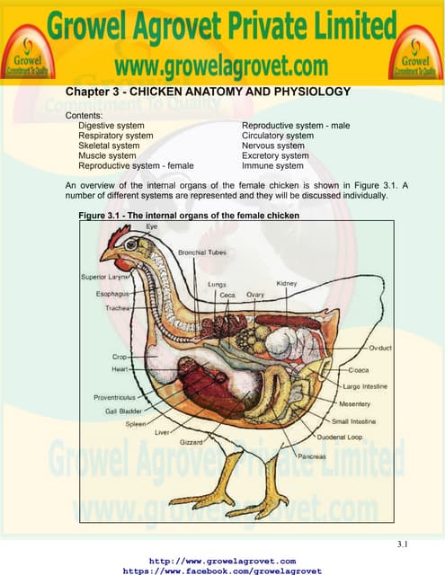 Reproductive system of hen | PPTX | Reproductive Health | Diseases and ...