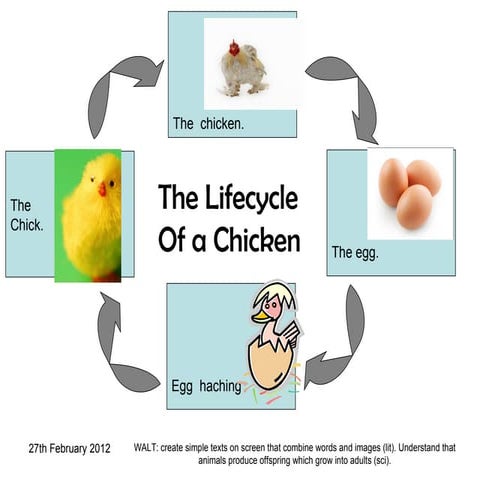 Chicken cycle | PPT