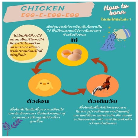 Chicken egg e-egg-egg (1) | PDF