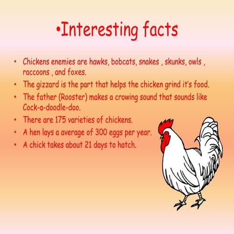 Chicken facts | PPTX