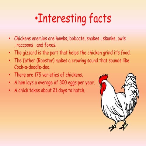 Chicken facts | PPTX