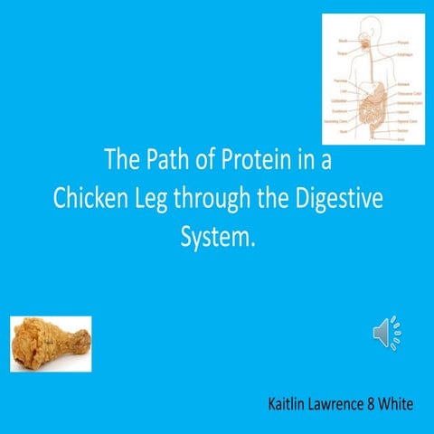 Chicken in the digestive system | PPTX