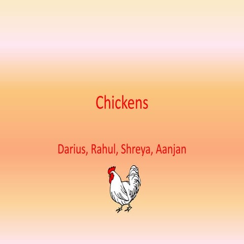 Chickens | PPT