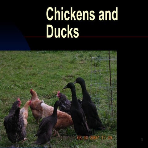 Chickens | PPT | Birds | Pets