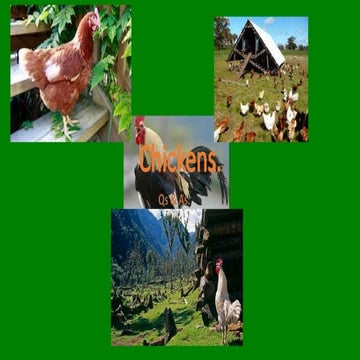 Chickens | PPTX