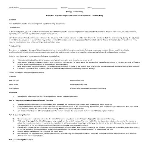 Chicken Wing Dissection | DOCX