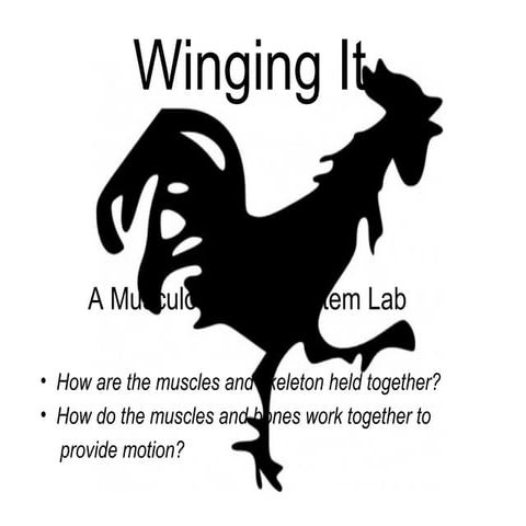 Chicken Wing Dissection Worksheet AP Biology Evolution Dissection Of A