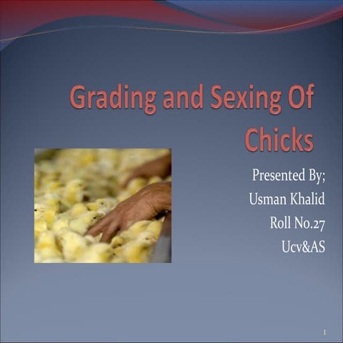 Chick grading and sexing | PPT