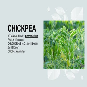 CHICKPEA crop production technology.pptx