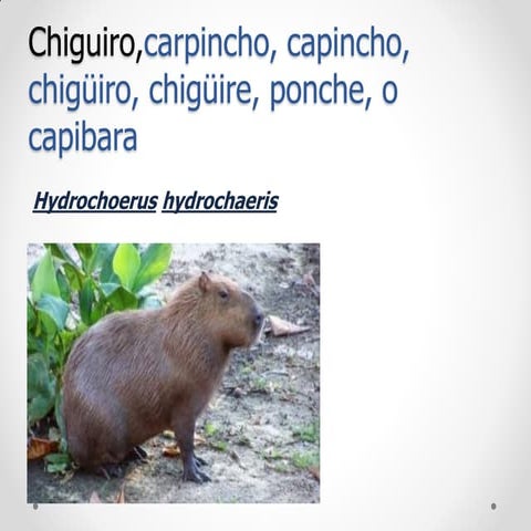 Chiguiro | PDF