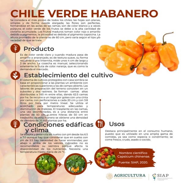 Chile_Verde_Habanero.pdf
