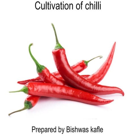 Chilli | PPT