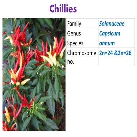 Chilli breeding | PPT