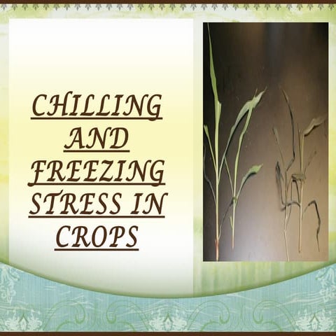 Chilling & freezing stress in crops | PPT