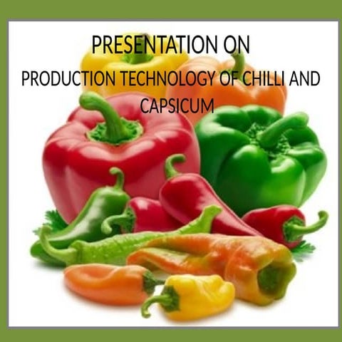 chilli ppt rm season production technology | PPTX