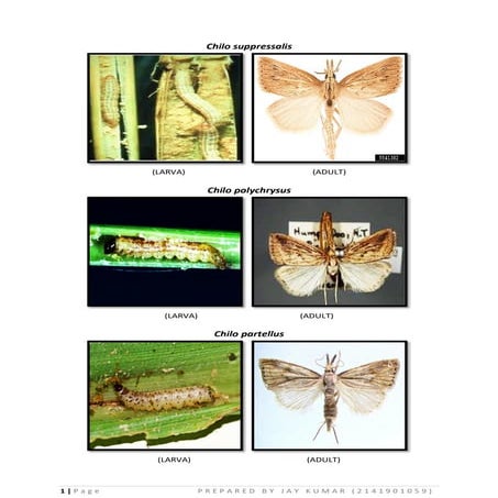 Chilo species | PDF