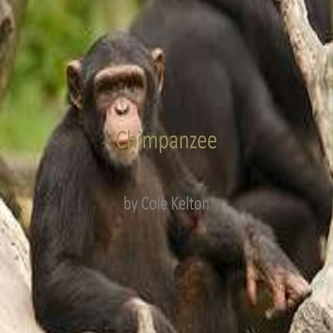 Chimpanzee | PPT