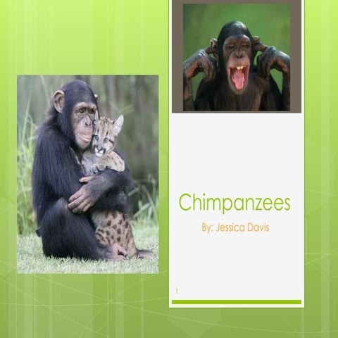 5s Chimpanzee | PDF