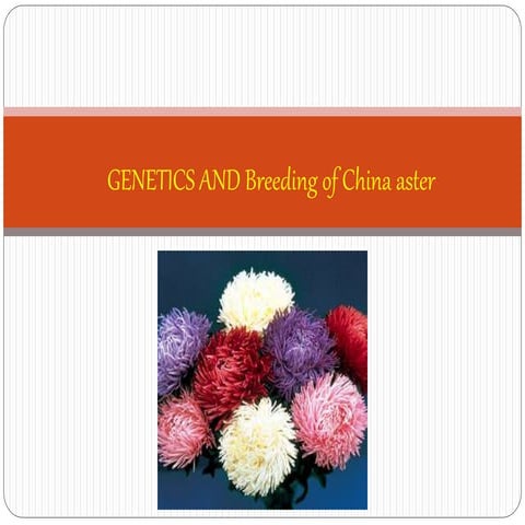 genetics and breeding of china aster flower | PPTX