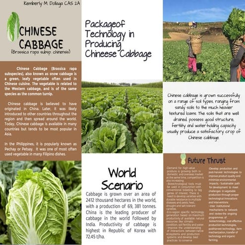CHINESE CABBAGE.pdf