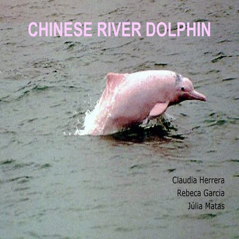 Chinese River dolphin | PPT