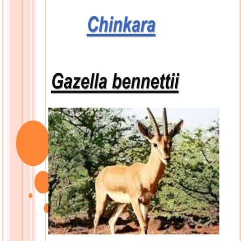 Chinkara | PPT