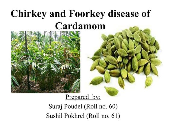 Rice case worm | PPT