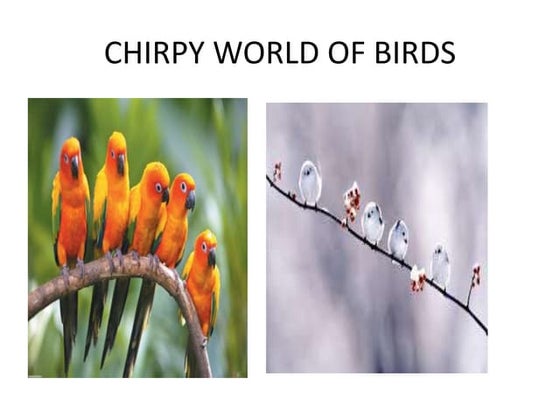 The Bharunda Bird | PPT | Birds | Pets