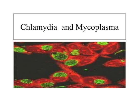 Chlamydia | PPT
