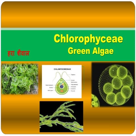 Chlorophyceae green Algae | PPTX