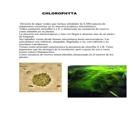 SRK-Blue green algae and their mass multiplication | PPTX