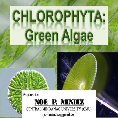 Chlorophyta | PPT