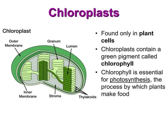 Chloroplast | PPT