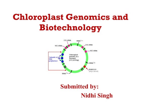 Chloroplast | PPTX