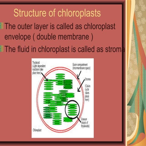 Chloroplast | PPT