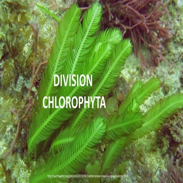 Chrysophyta | PPT