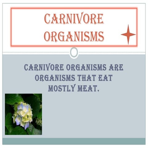 Carnivores herbivores omnivores blog | PPT