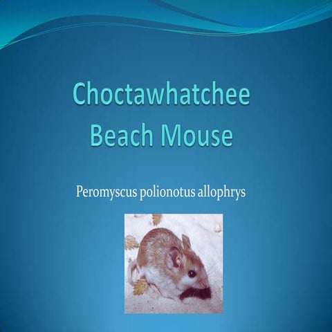 Choctawhatchee beach mouse 2 | PPTX