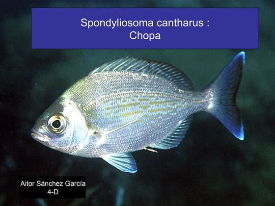 Probationers Sow Good Seeds | PPT | Crime & Harmful Acts to Individuals ...