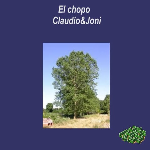 Manual sobre el cultivo del chopo | PDF