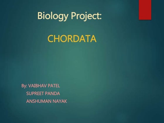 Phylum chordata - zoology | PPT