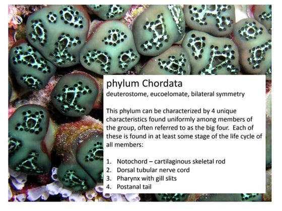 Classification of Coleoptera – suborders.pptx | Geography | Science