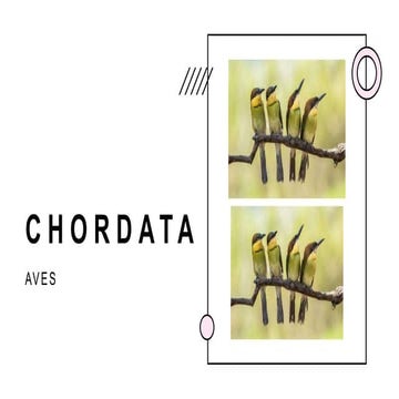 Presentation phylum Chordata class Aves.pptx
