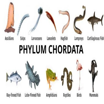 Chordata | PPTX
