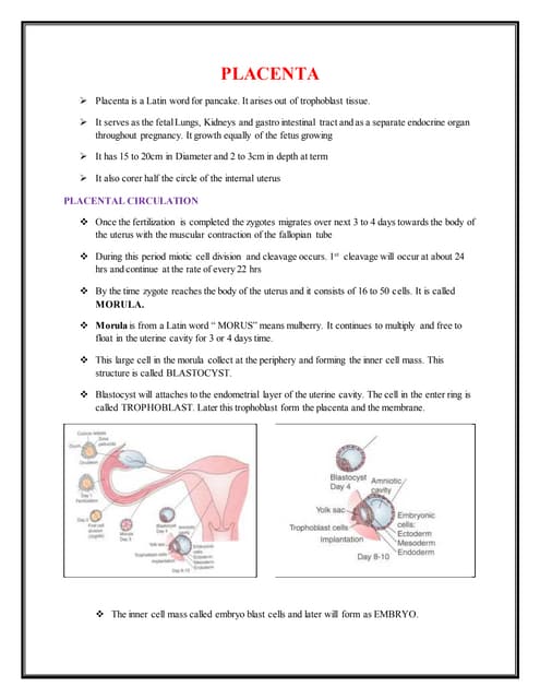 Placenta structure and functions | PPT