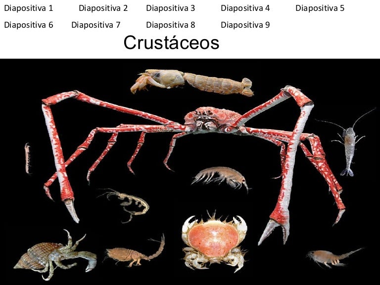 Crustaceos Caracteristicas